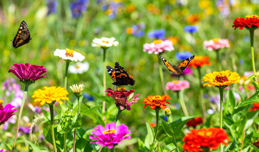How to Encourage Pollinators in Your Garden This Spring